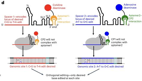Development Of Multiplexed Orthogonal Base Edit