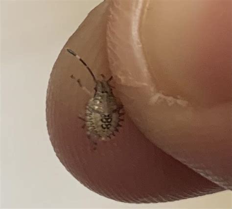 Found On A Window Frame R Whatbugisthis