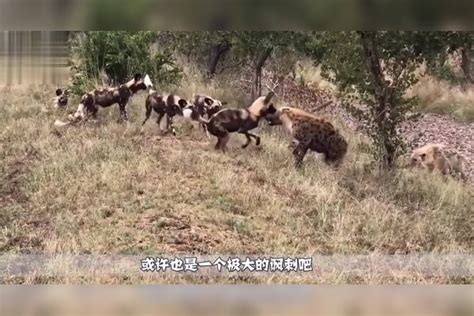 野狗想对疣猪掏肛，生死关头疣猪使出一招，野狗直接蒙圈了！蒙圈
