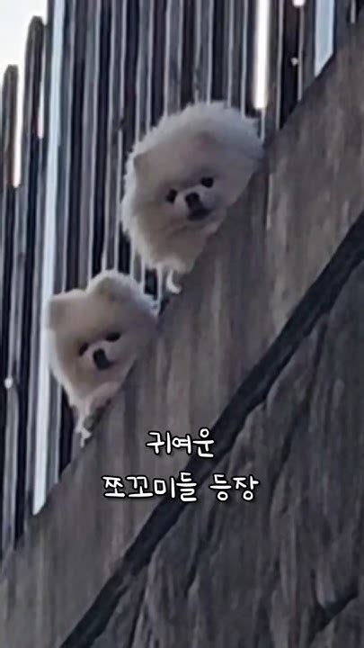 너 개 못생겼다ㅋㅋㅋ Shorts 강아지 Youtube