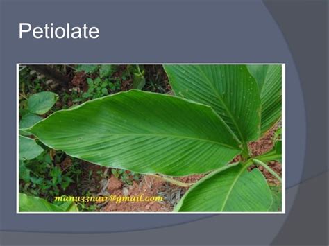 Classification Of Leaf On Different Basis