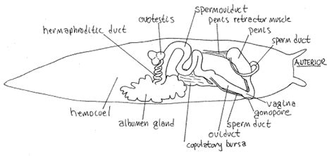 Sluggin Along Mating Slugs An Introduction
