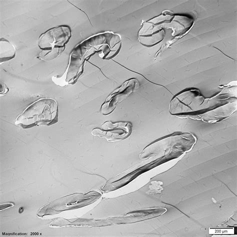 Lab Services – Skin Series