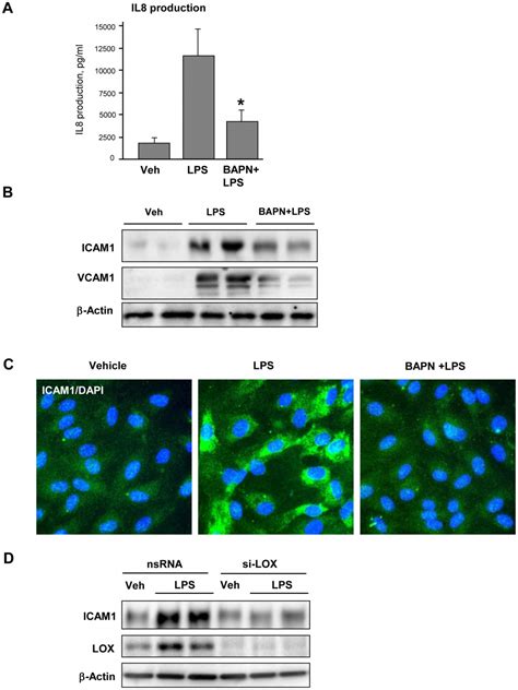 Amplite™ 荧光法赖氨酰氧化酶检测试剂盒 红色荧光，amplite™ Fluorimetric Lysyl Oxidase