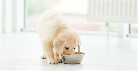 The 10 Most Badass Dog Breeds That Look Tough