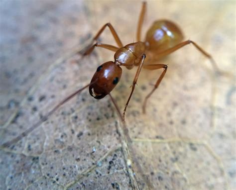 Ant Camponotus Castaneus Bugguide Net