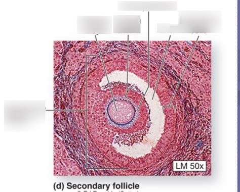 Secondary Follicle Diagram Quizlet
