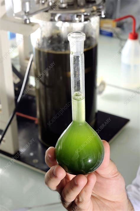Microalgae Biofuel Research Stock Image C010 0118 Science Photo Library