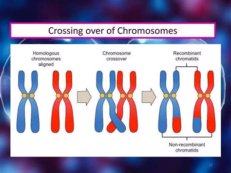 Genetics 2 Meiosis Ppt