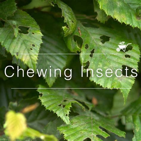 Remedy For Chewing Insects
