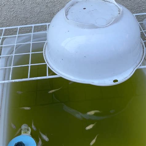 【狸のめだか屋さん】 幅約6センチ 白網 手作り 選別網 金魚 熱帯魚 らんちゅう メダカ 観賞魚 選別 網 タモ めだか 鯉｜yahoo