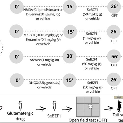 Schematic Representation Of TDCS While A TDCS Increases Excitability Download Scientific