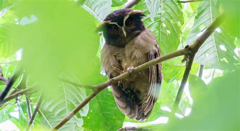 Crested Owl Birds Of Colombia