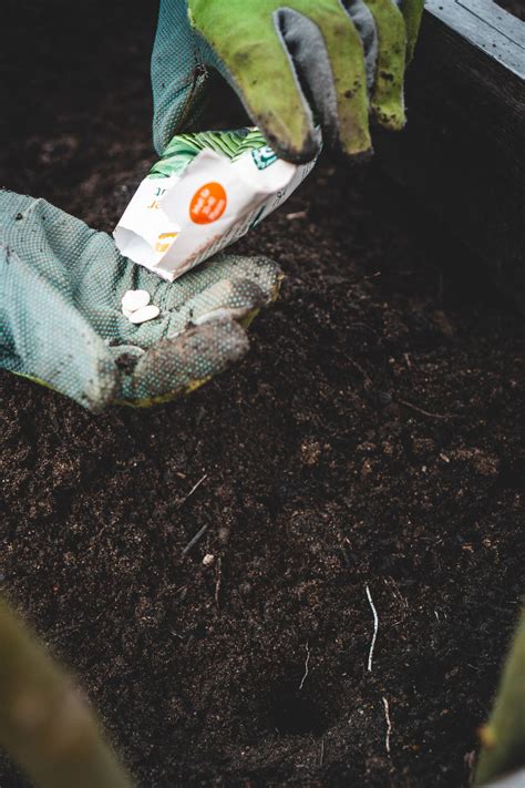 Grow Confidence When Choosing Seed Packets For Your Garden Agrinews