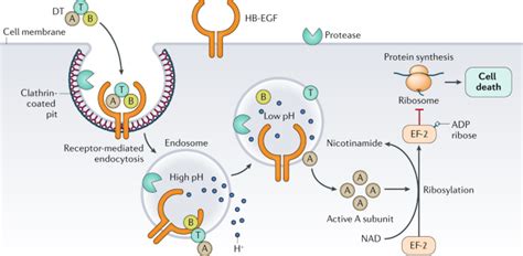 Diphtheria Nature Reviews Disease Primers