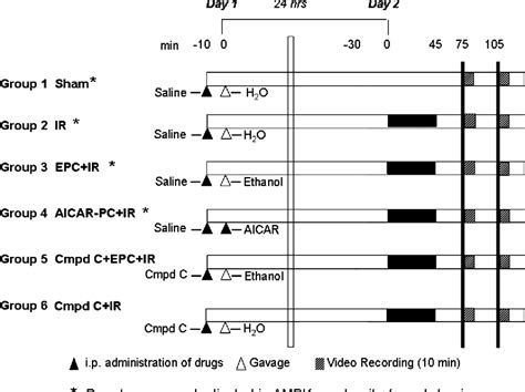 Figure 1 From Isoform Selective 5 Amp Activated Protein Kinase