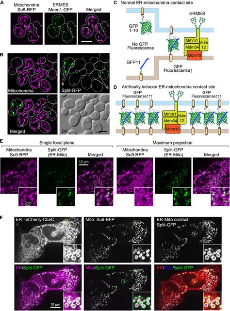 Pcr Template Modules For Split Gfp Gene Integration A Pcr Template
