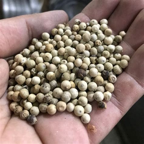 Lada Putih Biji Asli Indonesia 1kg Nazlan Rich Trading Co
