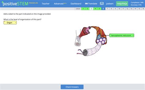 New Anatomy Physiology Resource Positive A P Muscular System Review