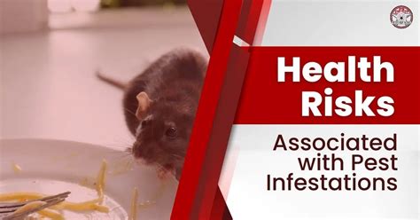 Health Risks Associated With Pest Infestations