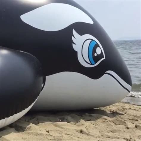Killer Whale Youtube