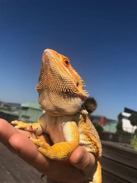 Griffins First Time Sunbathing Outside ☀️ Reptiles Amino