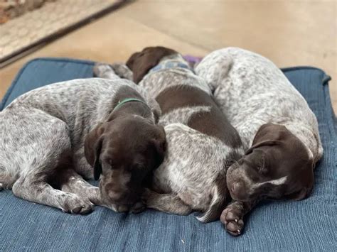 Akc Registered German Shorthair Pointer Puppies In Albuquerque Puppies For Sale Near Me