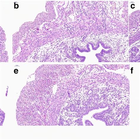 Histopathological Sections Of Uterine Tissues A Dmso Control Group B