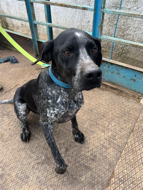 Mozart Pointers In Need English Pointer Rescue And Rehoming