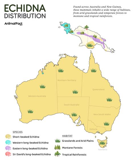 Echidna Size Habitat Diet Lifespan Reproduction And Pictures