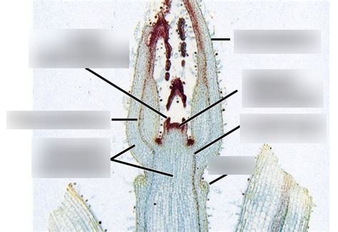 Stem Apical Meristem Diagram Diagram Quizlet
