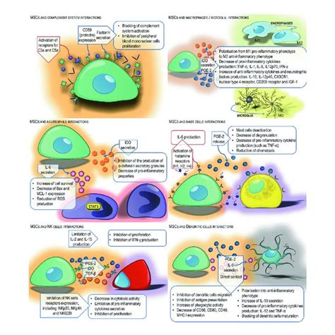 Interactions Of MSCs With Innate Immune Cells MSCs Exert