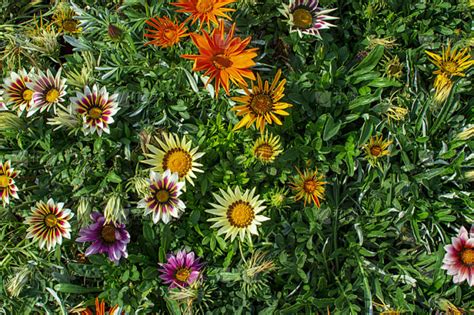 各种不同大小和颜色的花