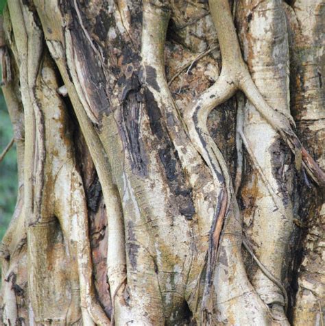 Big Tree Root Texture As Background Stock Image Image Of Wallpaper