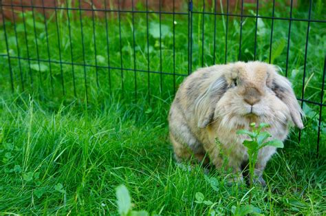 Пробиотики и пребиотики: в чем разница? - Rabbit Friendly