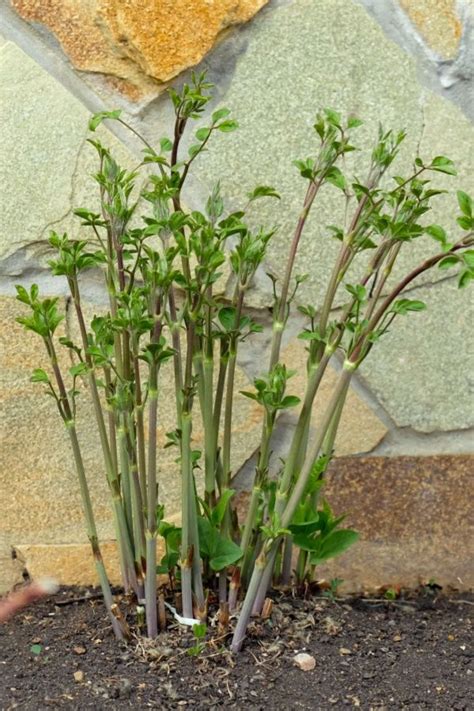 Fertilize Clematis In Spring For Big Blooms