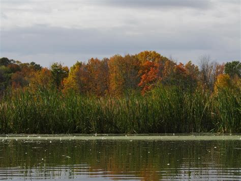 Pseudofossil On Tumblr