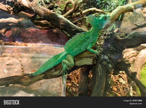 Basilisk Plumifrons Image And Photo Free Trial Bigstock