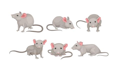 Premium Vector Mouse In Different Poses Vector Set Small Rodent With