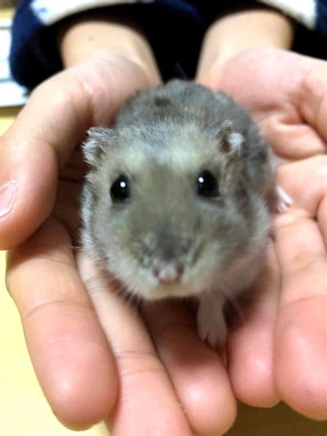 飼いたい動物 楽しく生きる工夫 楽天ブログ