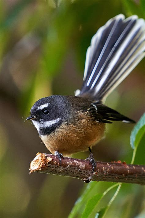 A New Zealand P Wakawaka Fantail That Came To Visit Us Yesterday Has