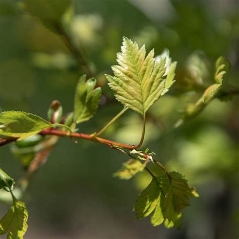 5 Flowering Trees To Beautify Your Lawn Purple Springs Nursery