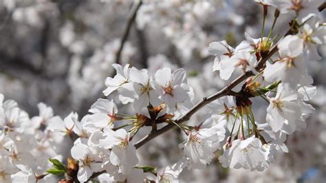 Innocent Wallpapers Images