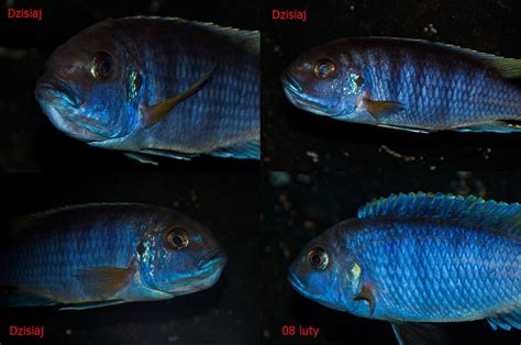 Płeć pseudotropheus acei identyfikacja płci Chów pyszczaków