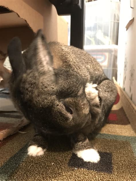 Leia Thinks Shes Sonic The Hedgehog Rrabbits