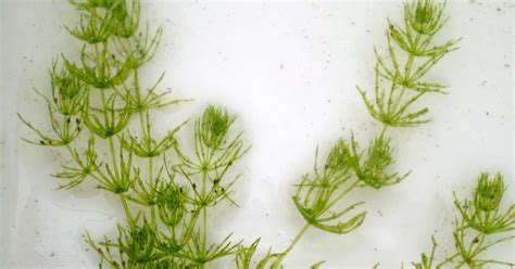 Structure And Life Cycle Of Chara Insights Into The Morphology And
