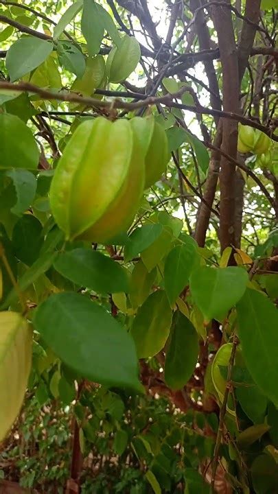 සිනි වලට ගුනදෙන සාකයකි කාමරන්ගා Subscribe කරන්න Share කරන්න හැමොටම බලන්න Youtube