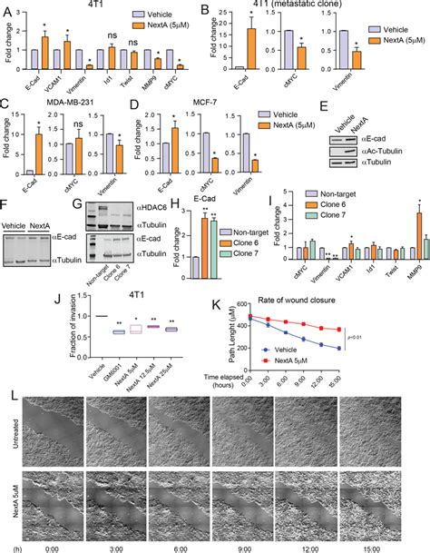 HDAC Plays A Noncanonical Role In The Regulation Of Antitumor Immune Responses Dissemination
