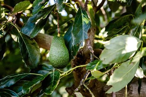 Bugs Eating Avocado Tree Leaves What You Need To Know Thriving Yard