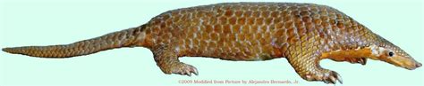 Environmental Tidbits The Endemic Scaly Anteater Of Palawan An